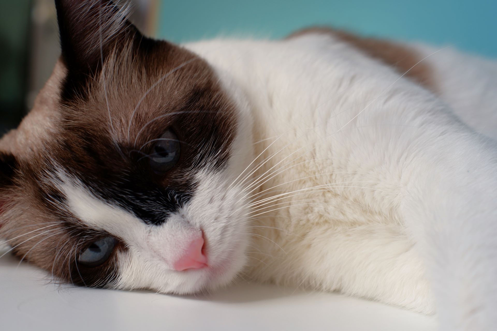 Diareea la pisici: simptome, cauze, tratament