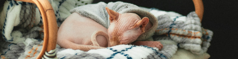 Tot ce trebuie sa stii despre rasa de pisica sfinx (pisica sphynx)